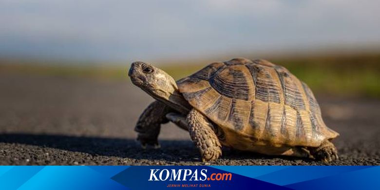 Kura-kura Ternyata Punya Perasaan Seperti Manusia