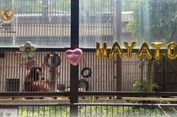 Orangutan Jennifer-Hayato "Menikah" di Jepang, Gubernur Hadiri Resepsi