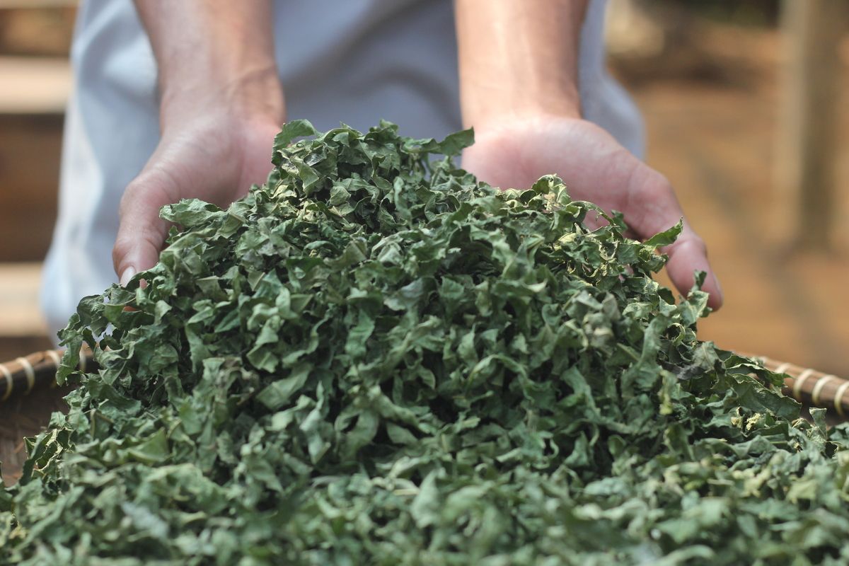 Melirik Budidaya Superfood Sacha Inchi, Daun, Biji, Cangkang hingga ...