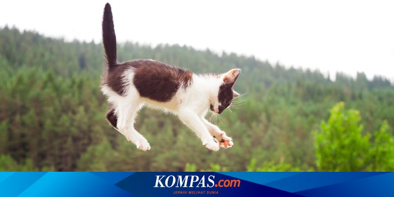 Benarkah Semua Kucing Selalu Mendarat pada Kakinya Saat Terjatuh?