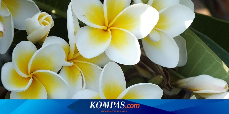 Bukan Mistis, Ini Fakta Menarik Bunga Kamboja yang Sakral dan Kaya Sejarah