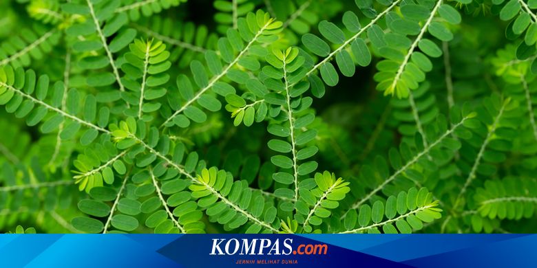 6 Manfaat Daun Meniran, Cegah Batu Ginjal hingga Penyakit Hati
