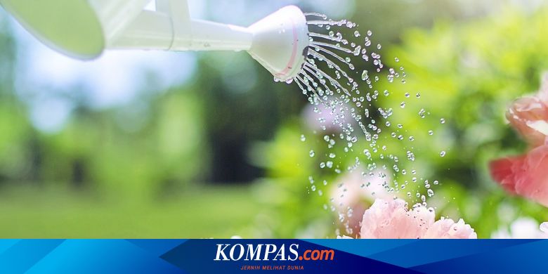 Kapan Harus Menyiram Tanaman? Ini Panduannya