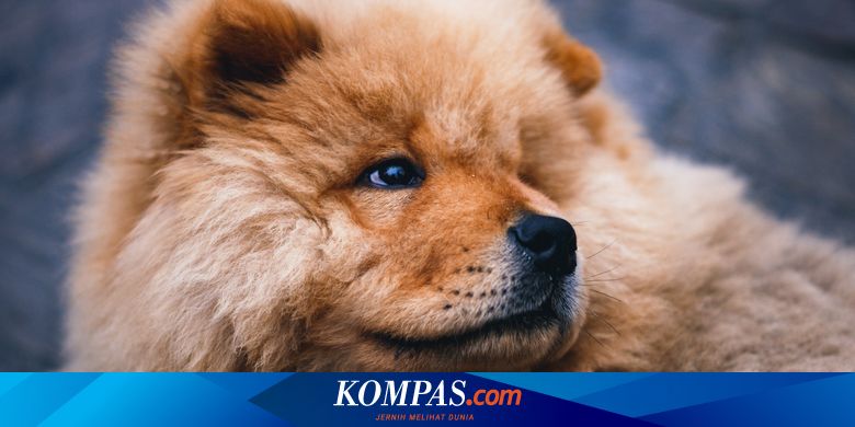 10 Ras Anjing yang Cocok Dipelihara di Rumah