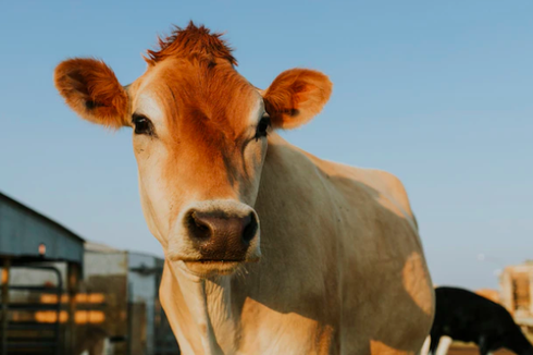 Berita Harian Hewan Apa Saja Yang Herbivora Terbaru Hari Ini - Kompas.com