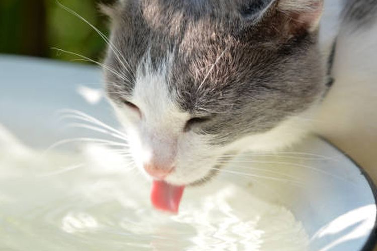 7 Penyebab Dehidrasi pada Kucing, Apa Saja?