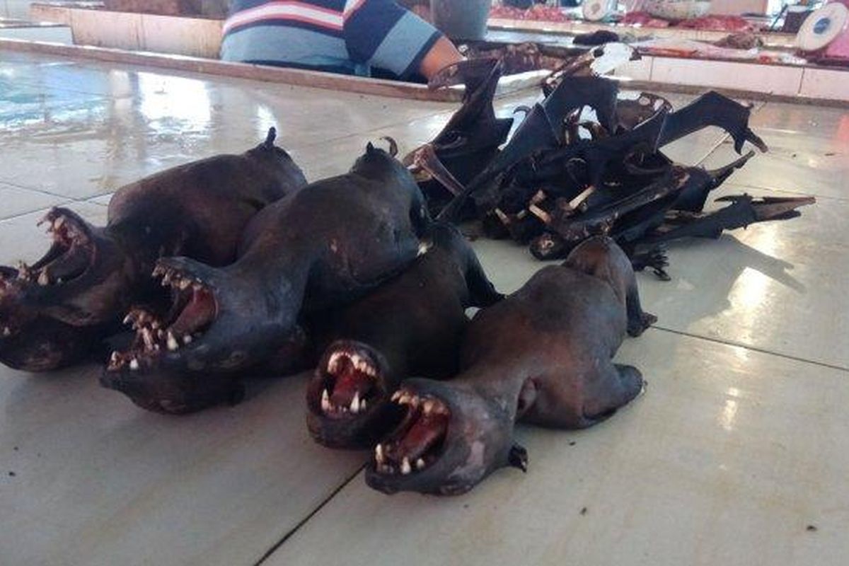 Imbas Wabah Corona, Harga Daging Kelelawar di Tomohon Anjlok