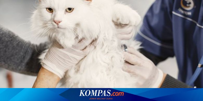 Benarkah Kucing Hanya Boleh Disterilkan Setelah Melahirkan?