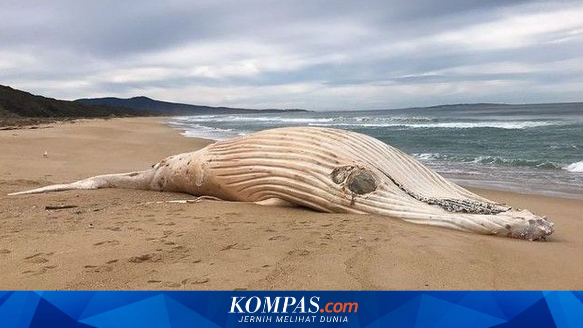 Paus Bungkuk Putih Mati Terdampar di Australia, Penyebabnya Misterius