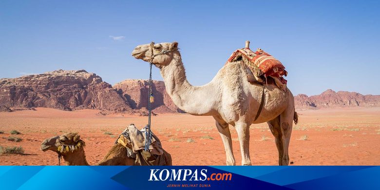 Sopir Bus di Australia Tewas Setelah Tabrak Unta