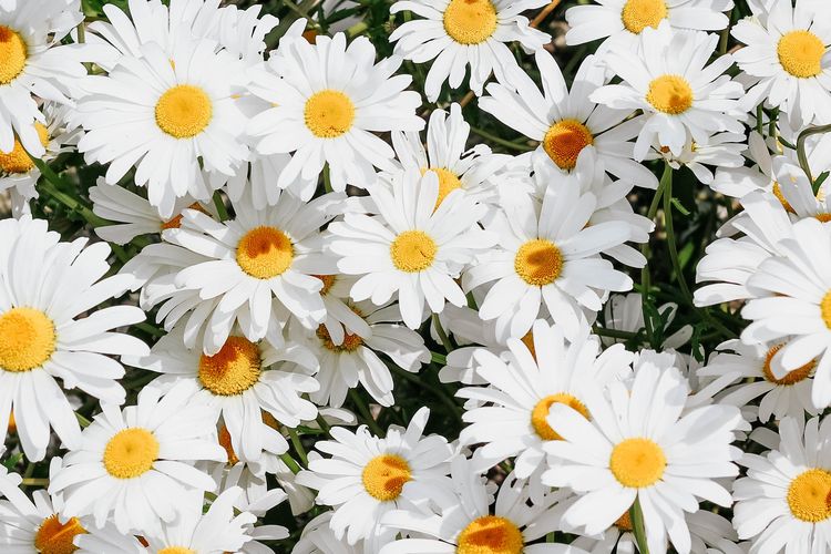 7 Arti Bunga Daisy Berdasarkan Warnanya, Mana yang Paling Favorit?