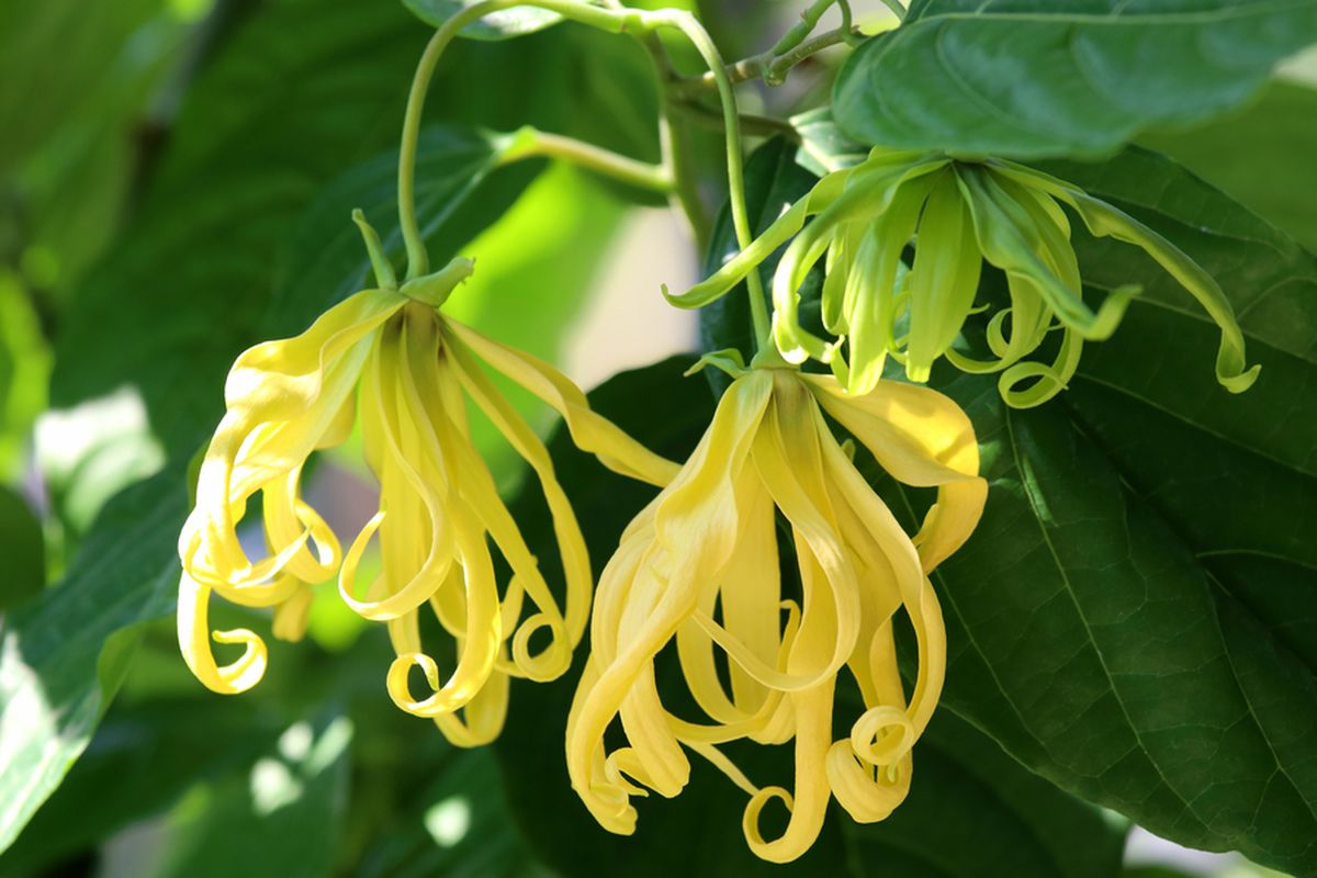 Tak Cuma Bunga Tabur, Ini Manfaat Bunga Kenanga Menurut Pakar IPB