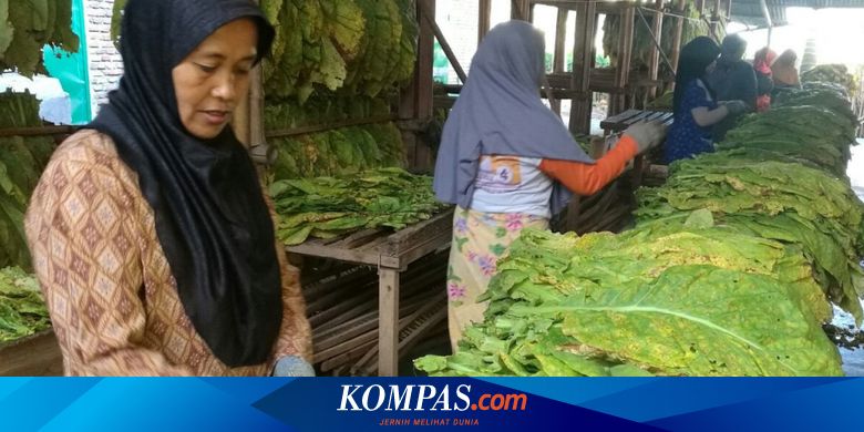 Benih Tembakau dari Lombok Sudah Sampai Afrika