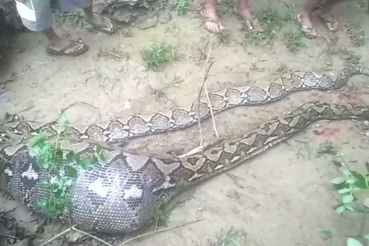 Warga Penggal Kepala Ular Piton Sepanjang 8 Meter Usai Telan Anak Sapi Warga Penggal Kepala Ular Piton Sepanjang 8 Meter Usai Telan Anak Sapi