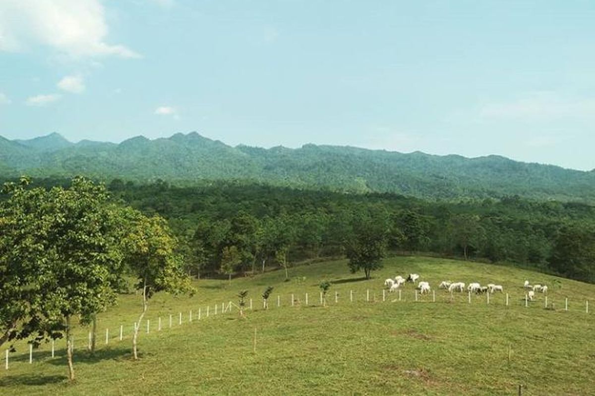 Bukit Waruwangi, Tempat Wisata di Serang dengan Pemandangan ala Eropa