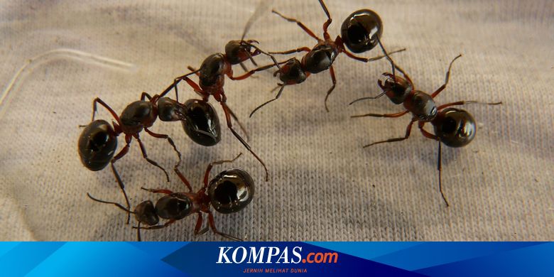 Cara Unik Semut Bagikan Informasi pada Kawanannya, Muntahkan Cairan ke ...