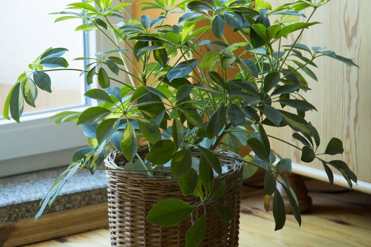 7 Tanaman Hias Indoor Ini Bisa Bikin Ruangan Tampak Mewah
