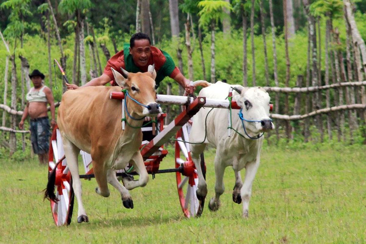 Balap Roda Sapi, Olahraga Tradisional "Jaton" Khas Lebaran Ketupat