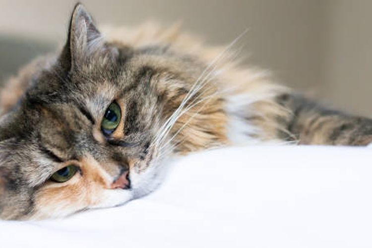 6 Alasan Kucing Malas Makan dan Cara Mengatasinya