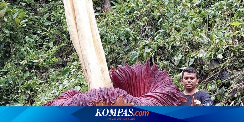 Bunga Bangkai Raksasa Setinggi 4 Meter Mekar di Agam Sumbar