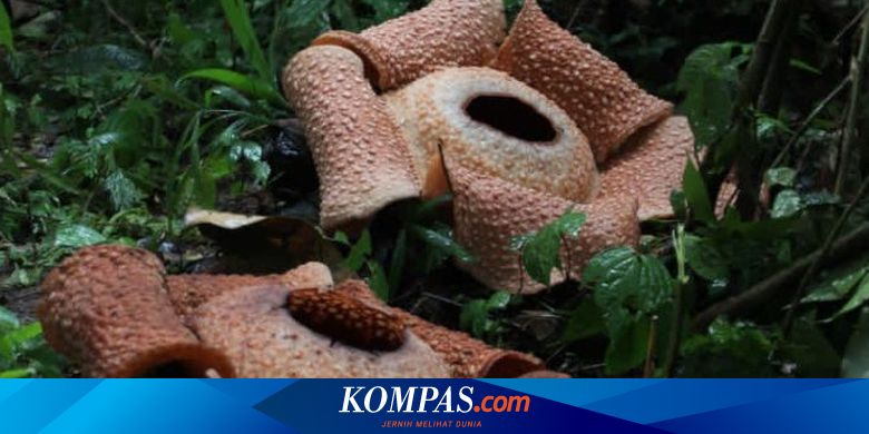Penampakan 2 Bunga Langka Rafflesia Arnoldi Mekar di Bengkulu Selatan