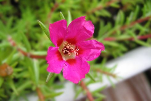 Berita Harian Fakta Menarik Bunga Pukul Sembilan Terbaru Hari Ini ...