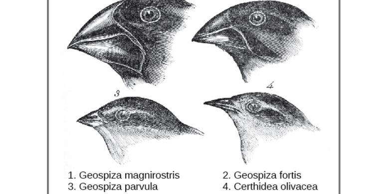 Evolusi yang Terjadi pada Burung Finch Menurut Darwin
