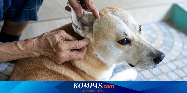 5 Cara Membuat Anjing Merasa Dicintai