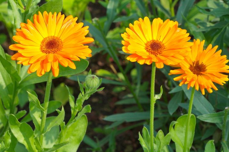 Cara Menanam dan Merawat Bunga Calendula