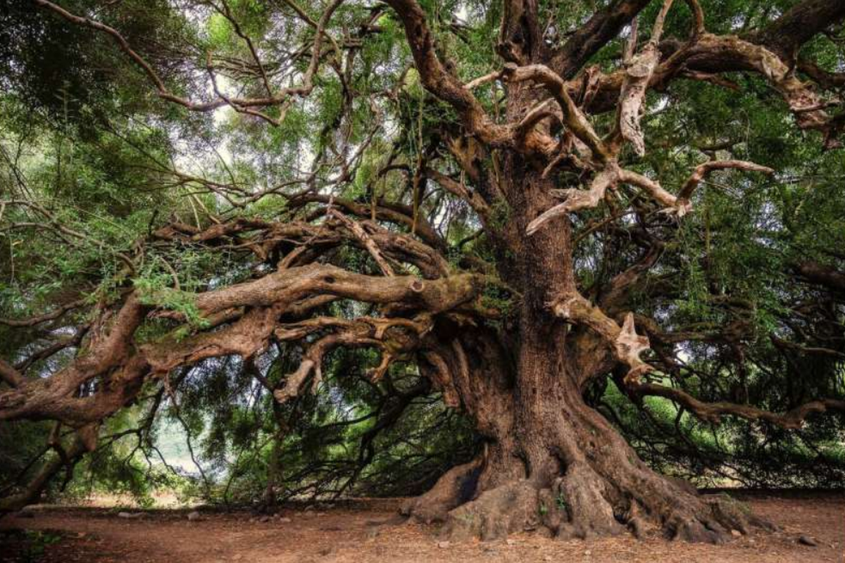 Rahasia Pohon Bertahan Hidup hingga Ribuan Tahun