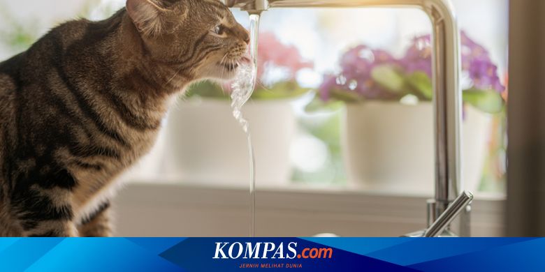 Kenali, Ini Tanda-tanda Kucing Mengalami Dehidrasi
