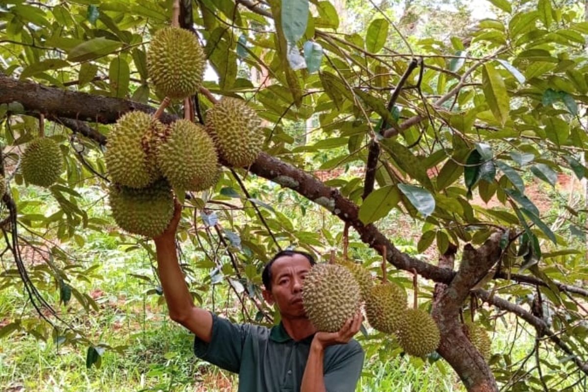 Cuaca Ekstrem Buah Durian Gagal Panen di Gunungkidul