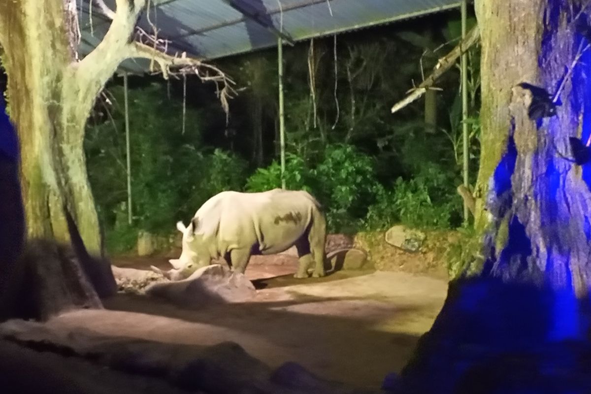 Harga Tiket Taman Safari Bogor Terbaru 2024