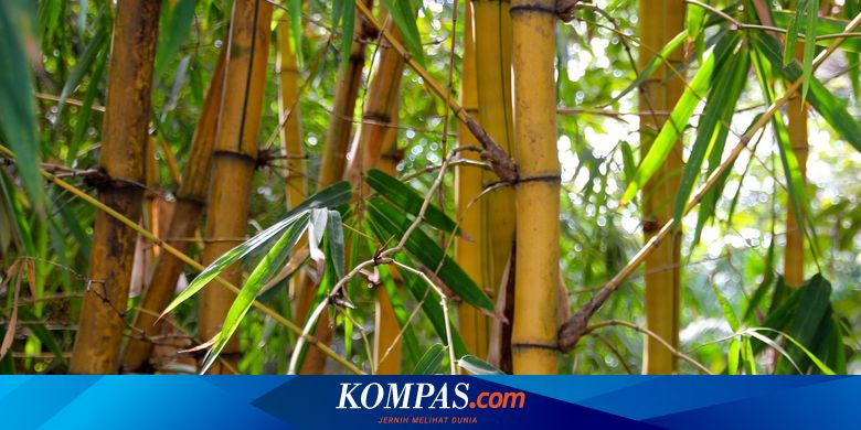 6 Tips Merawat Bambu Kuning di Pekarangan Rumah