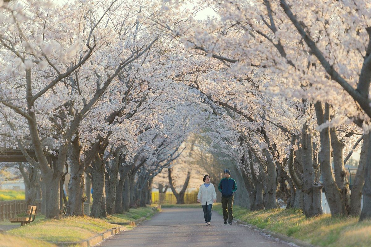 Festival Bunga Sakura Gunung Fuji 2026 Batal karena Overtourism
