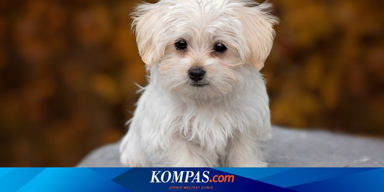 10 Anjing Lucu yang Cocok untuk Dipeluk