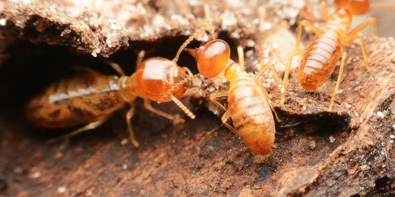 5 Cara Basmi Rayap di Rumah Selama Musim Hujan