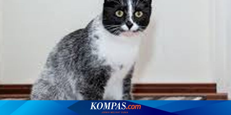 Ilmuwan Temukan Warna Baru Kucing, Seperti Apa?