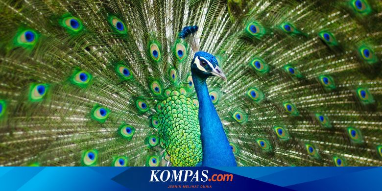 Mengapa Warna Hewan Sangat Beragam?