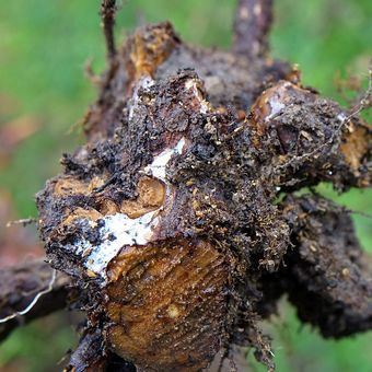 Cara Mengatasi Penyakit Busuk Akar pada Tanaman Hias