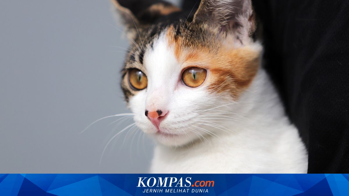 Memahami 6 "Bahasa Isyarat" Antar-Kucing, Sudah Tahu?