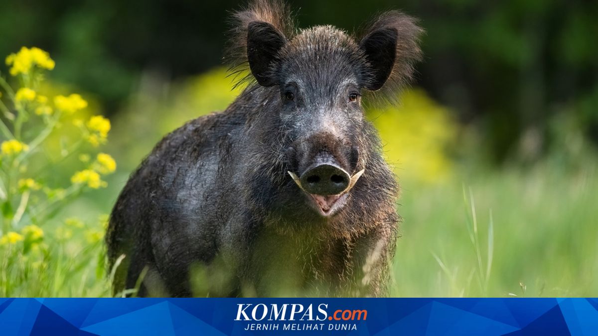Ada Daging Babi Berwarna Biru Neon di California, Diimbau Waspada