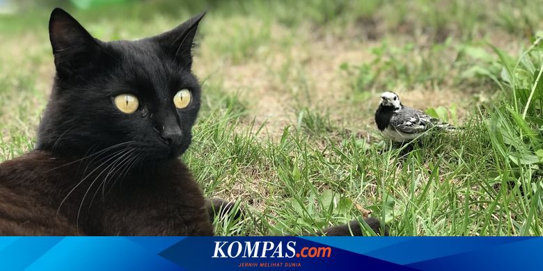 Kucing Suka Membawakan Pemiliknya Bangkai, Ternyata Ini Maksudnya