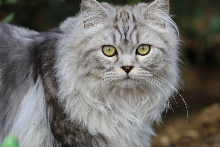 Mengenal Kucing Persia Lebih Jauh, Mulai dari Profil Hingga Perawatan