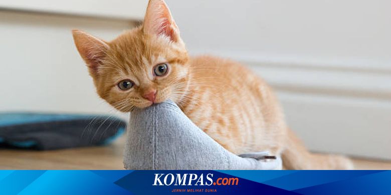 Kucing Bisa Mengenali Manusia Lewat Bau Tubuh