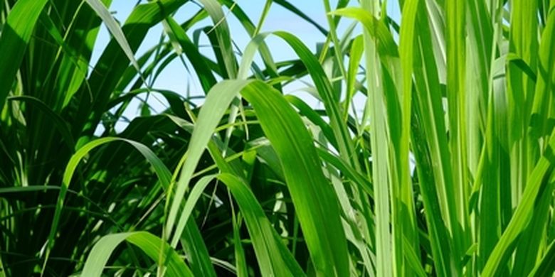 Cara Menanam Rumput Raja dan Perawatannya