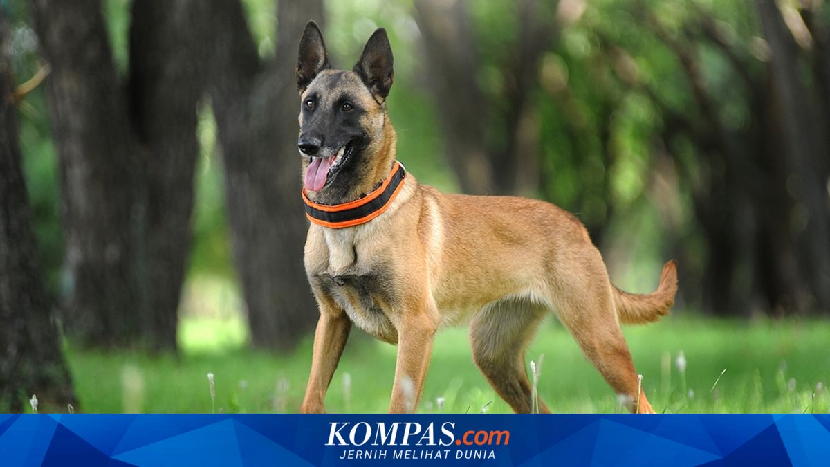 Mengharukan, Anjing di India Selamatkan 67 Orang dari Longsor