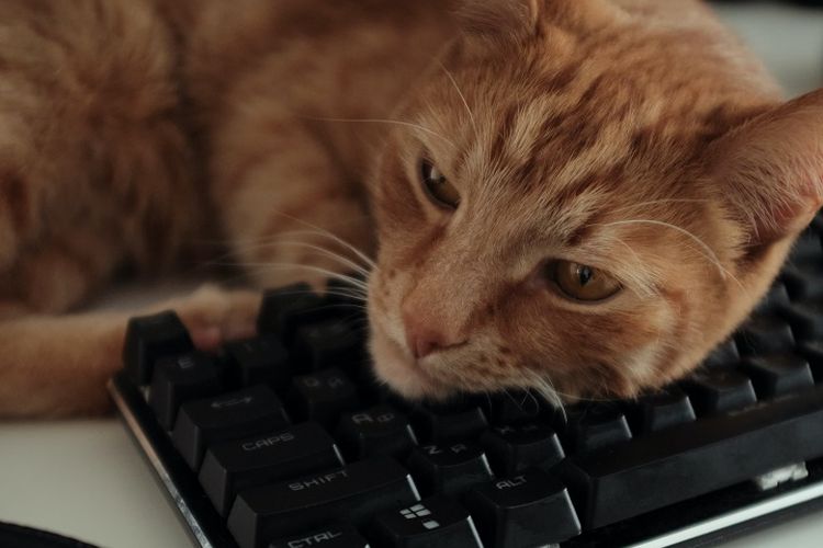3 Alasan Kucing Suka Duduk di Atas Keyboard dan Cara Mencegahnya