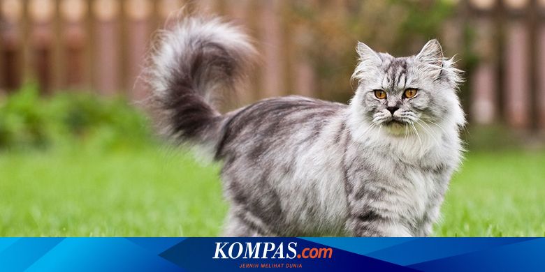 7 Cara Membuat Taman Ramah Kucing - TrendRadars Indonesia