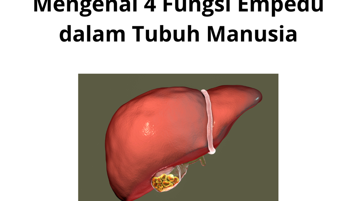 Mengenal 4 Fungsi Empedu dalam Tubuh Manusia